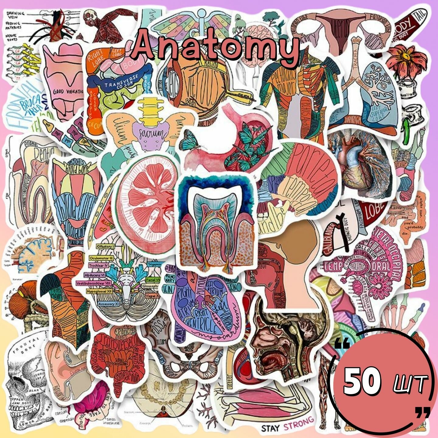 Набор самоклеящихся виниловых наклеек Anatomy 50 шт.