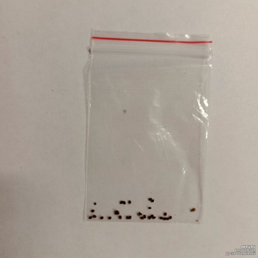 Семена Рама Туласи