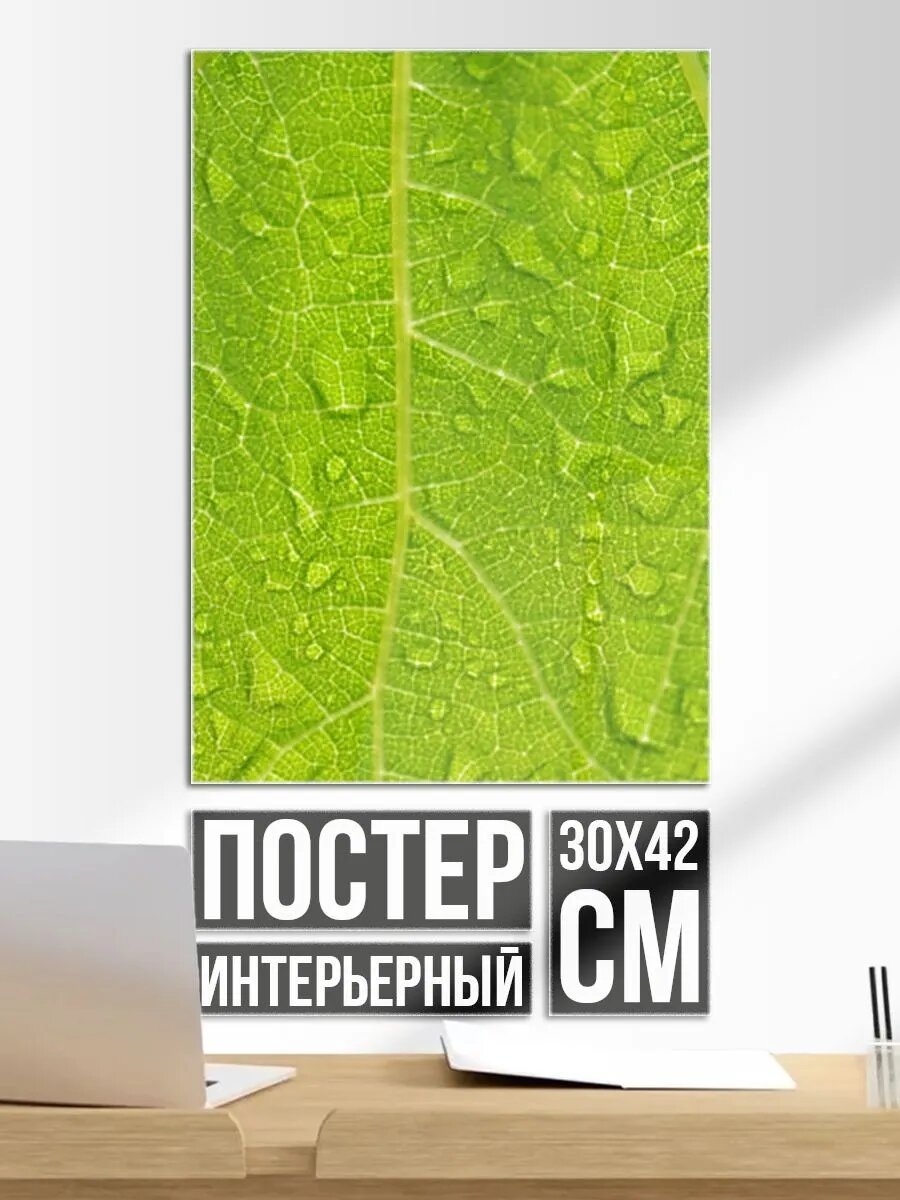 Постер на стену Листок с росой