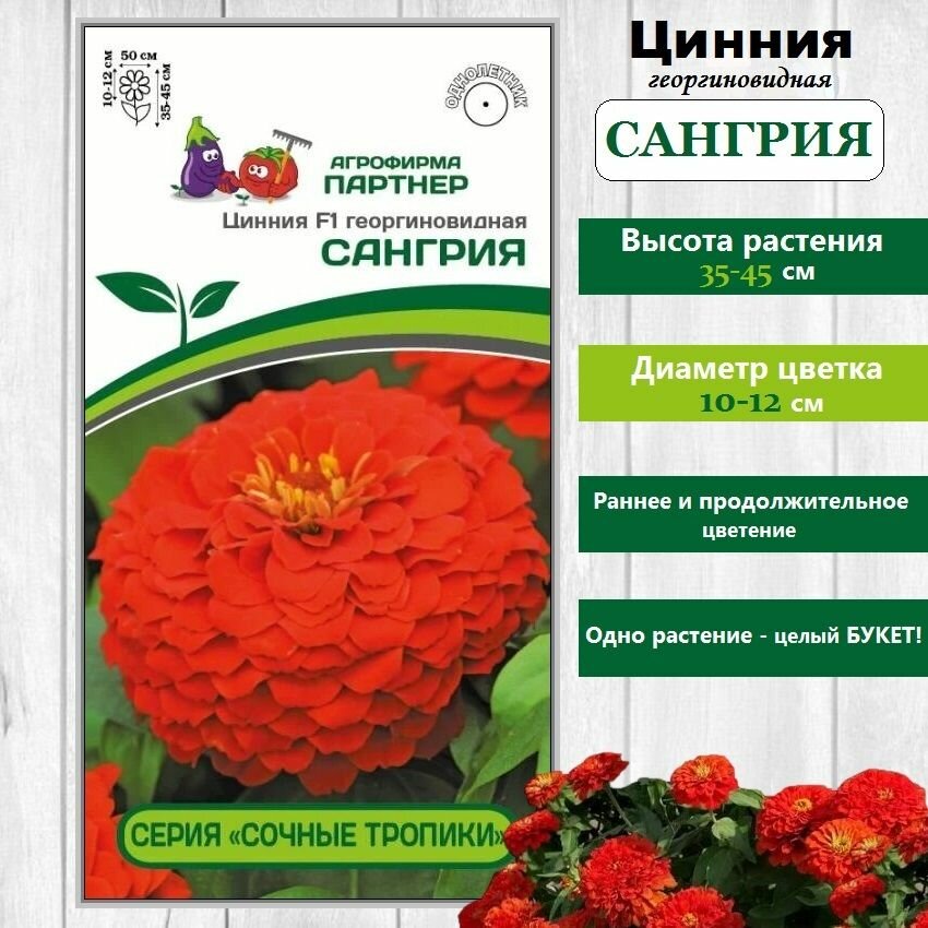 Семена цинния Сангрия / однолетние цветы / фирма Партнер, 1 шт