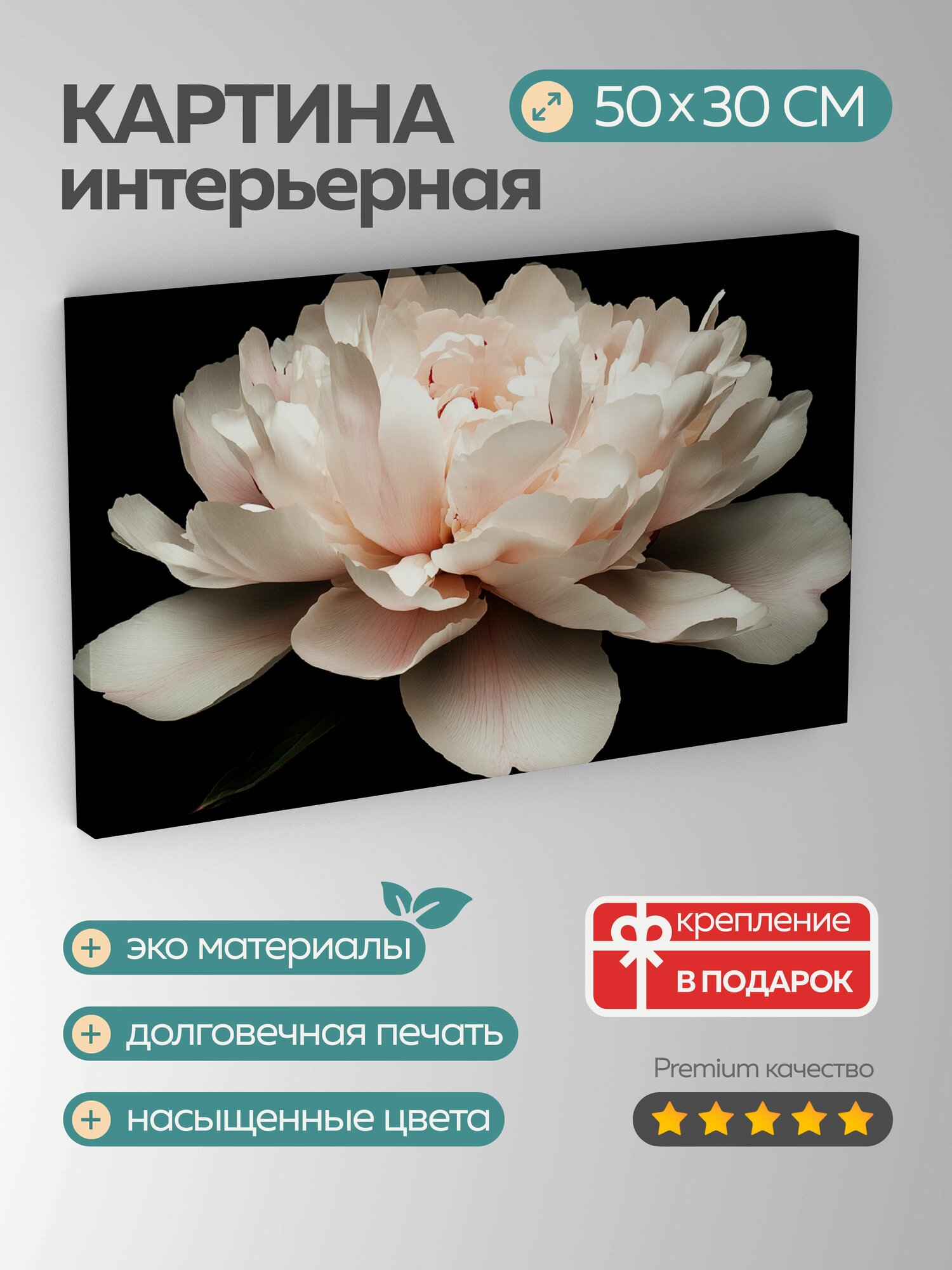 Картина на холсте интерьерная 50х30 см, Пион, крупный план, розовый, белый, лепестки, Canon EF 100mm, макро, цветок