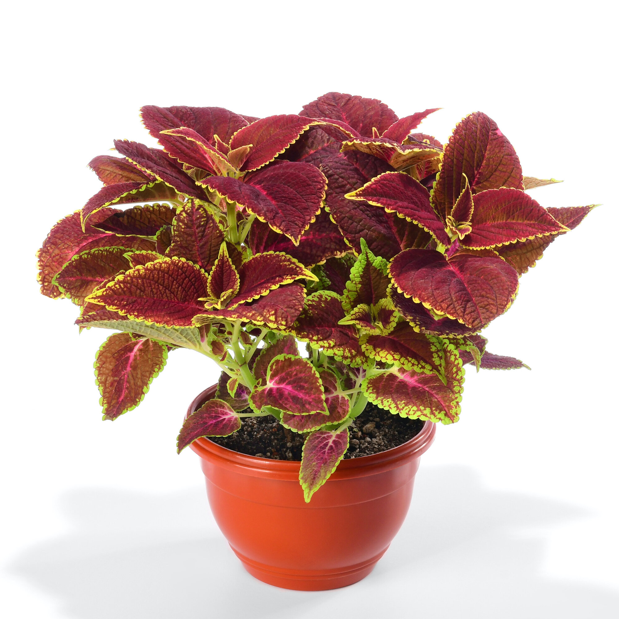 Живое растение колеус, аналог сорта 'Valentine', высотой от 30 см, в декор. пластике 1 л, D-13cm терракотового цвета