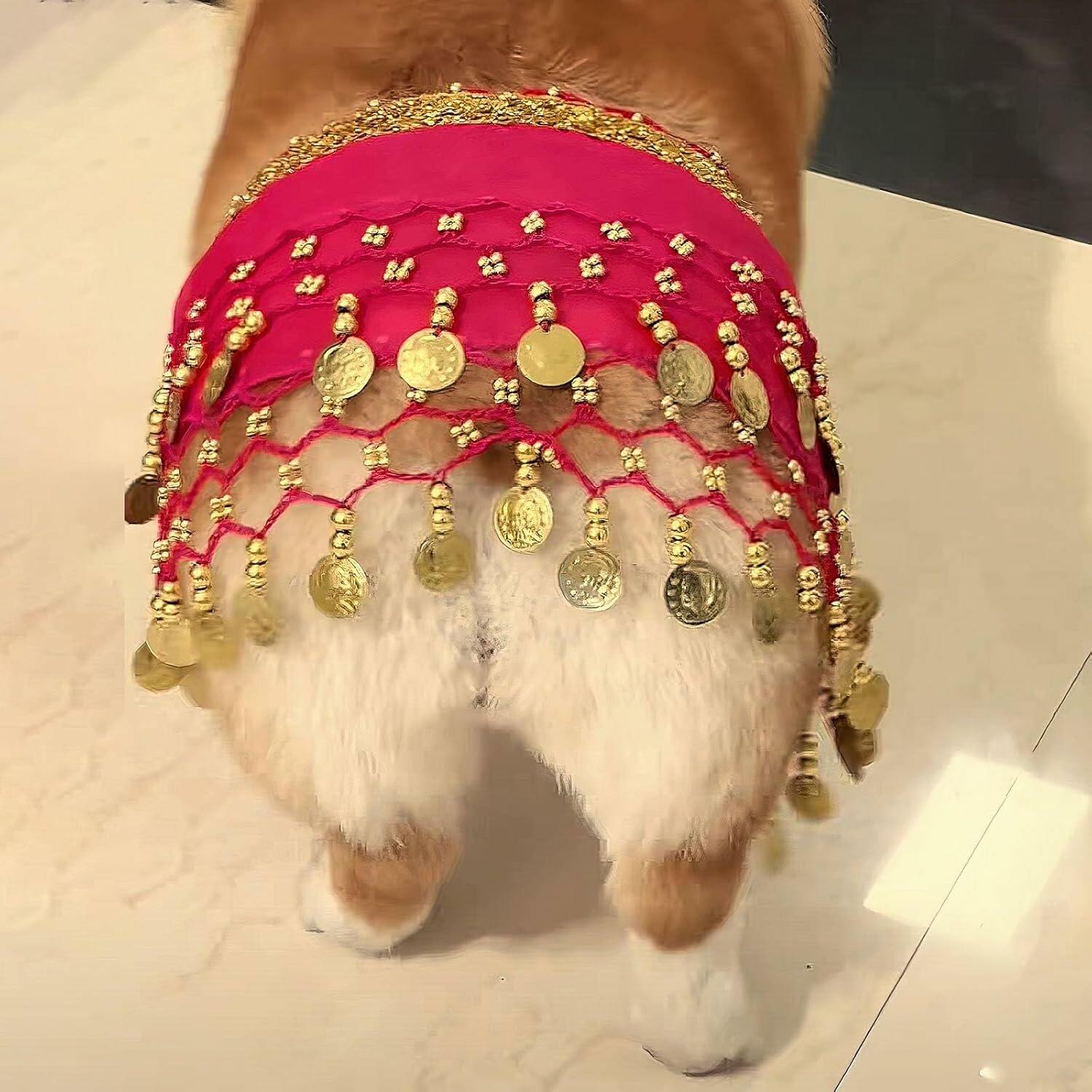 Платье танцовщицы живота, забавный костюм собаки Корги