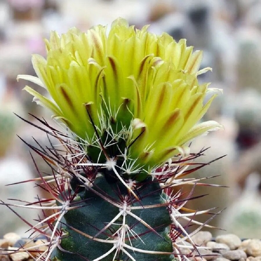 Семена Деодар Кактус Echinocereus mix 10 шт.