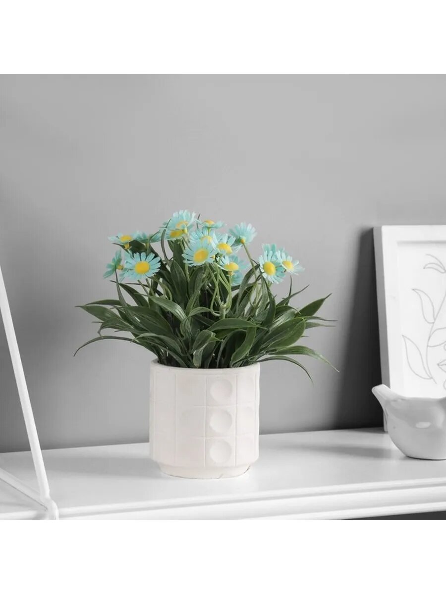 Миниатюрный бонсай Астра – стильный элемент интерьера