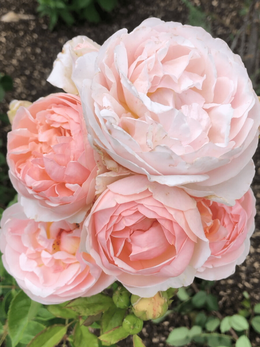 Чайно-гибридные розы "Вальс Майами", 1 саженец, многолетние, белые, розовые и светло-розовые