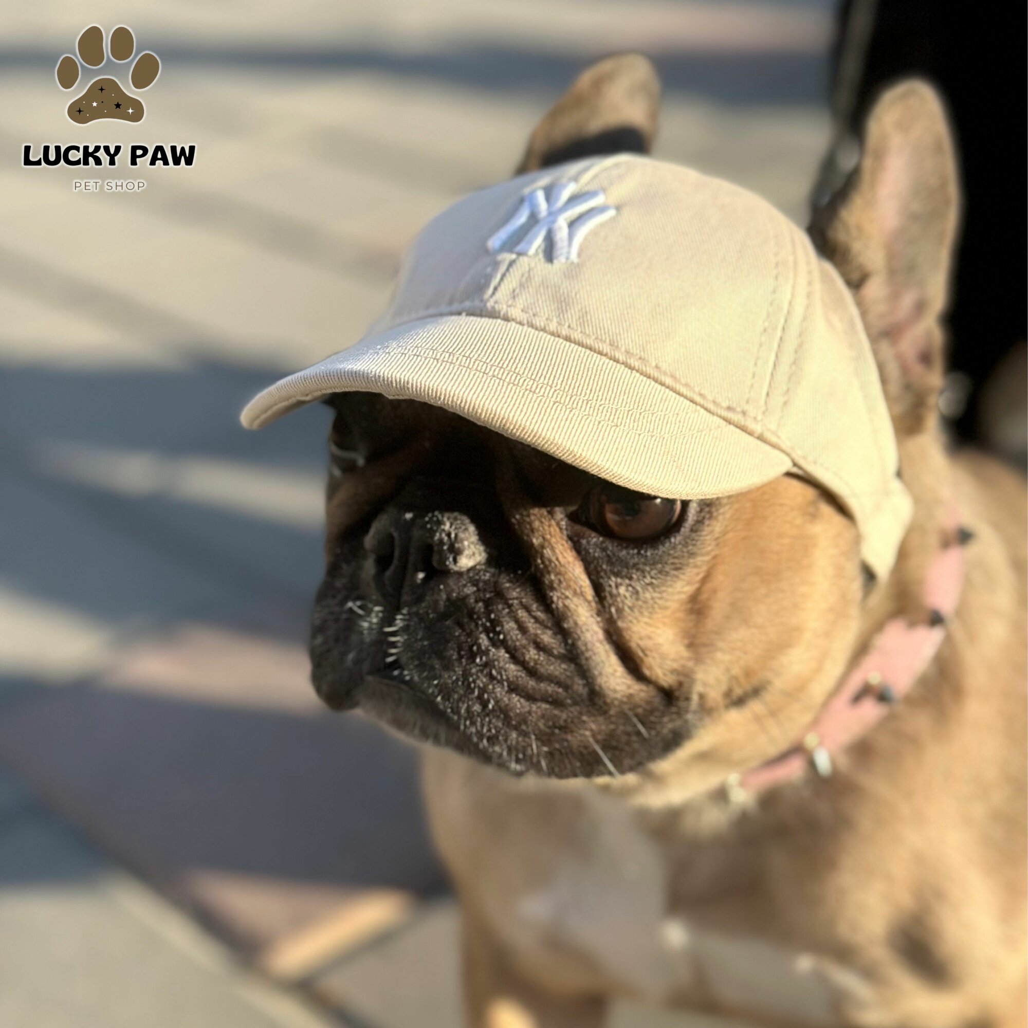 Одежда для животных