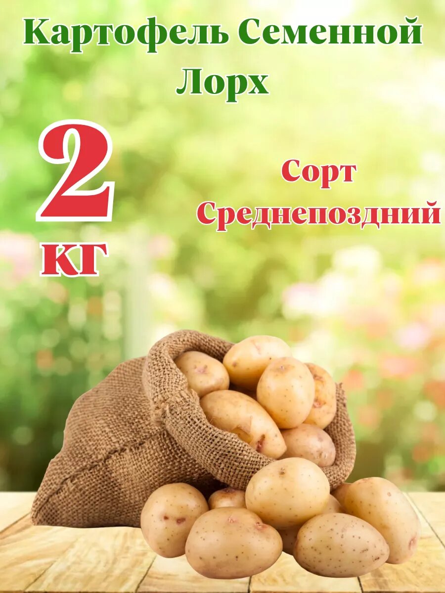 Картофель Семенной Лорх 2кг