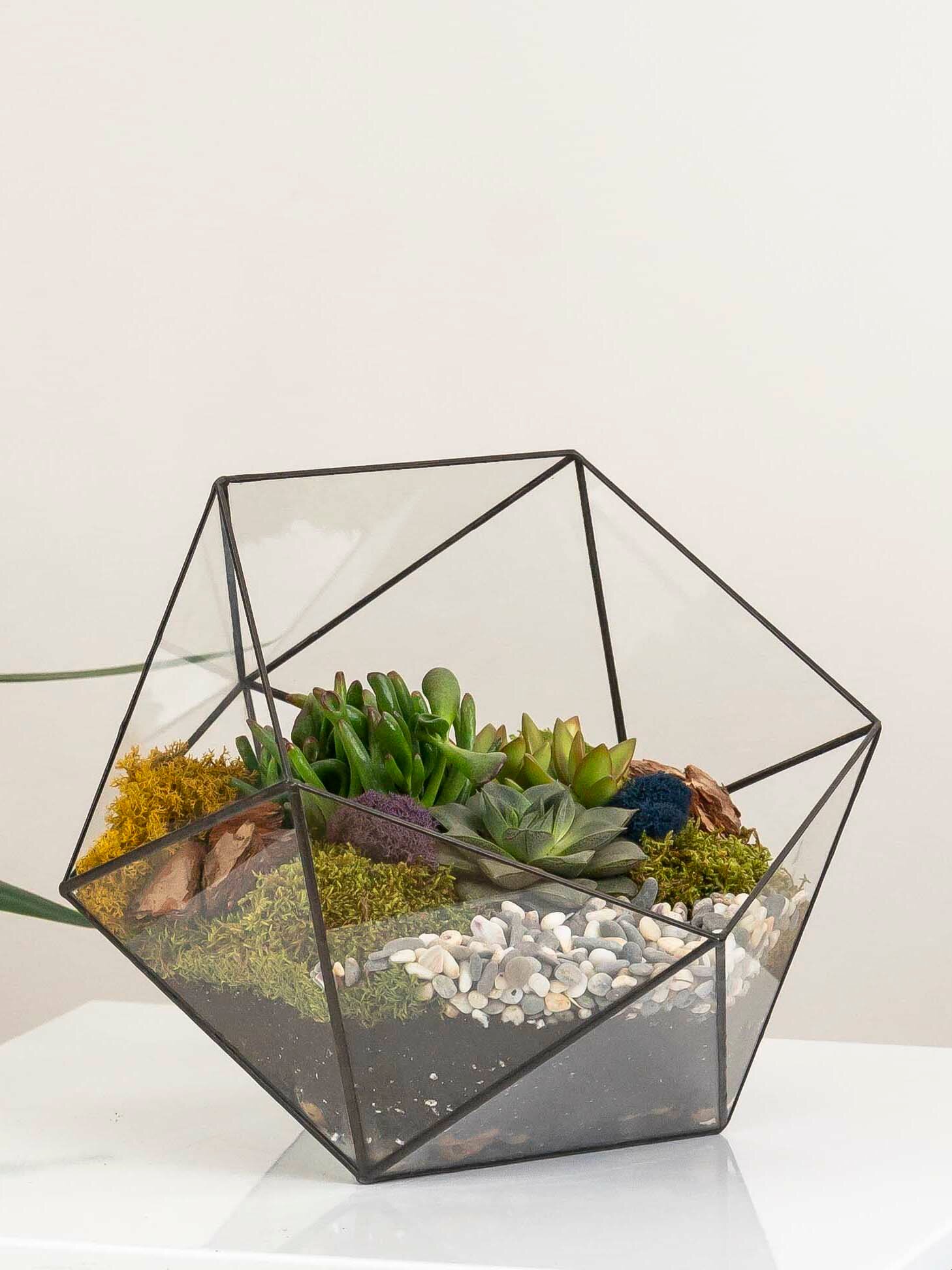 Geo Glass: Флорариум с суккулентами , живой подарок , ваза для флорариума