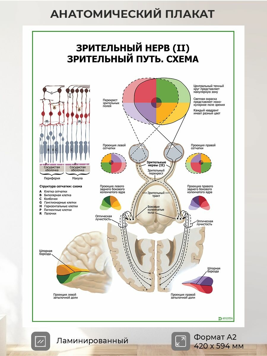 Обучающий медицинский плакат ламинированный формат А2 Зрительный нерв (II) Зрительный путь. Схема