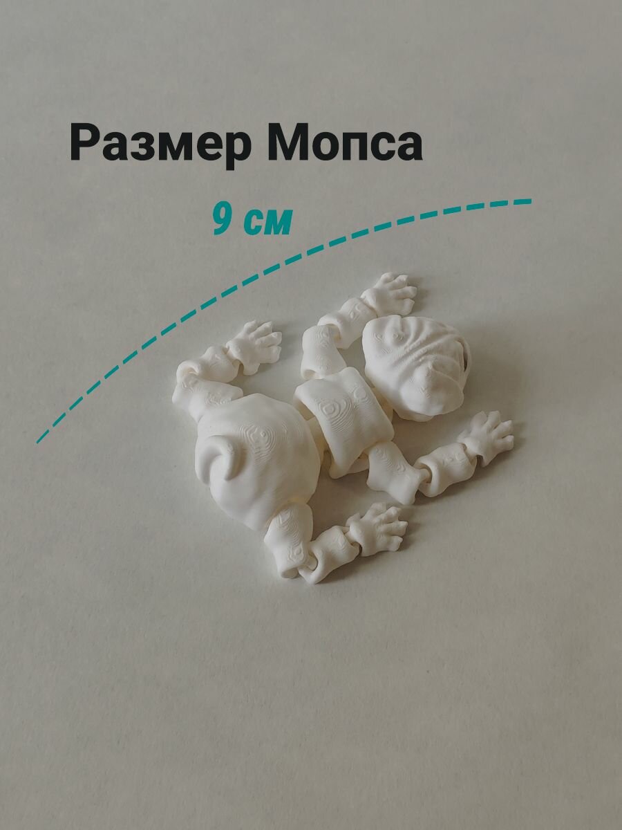 Мопс подвижный — фото 1
