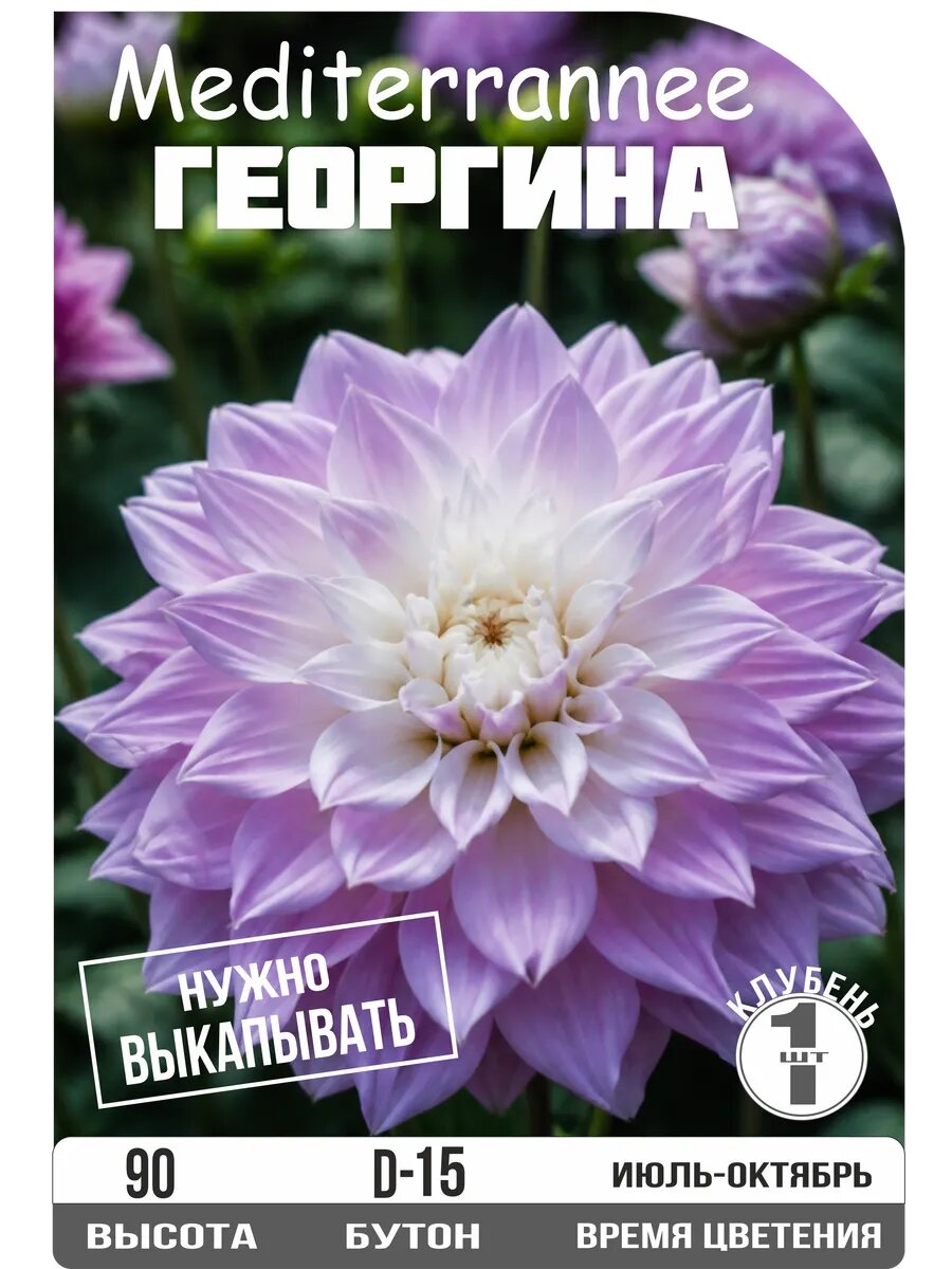 Георгины "Медитеррани", высота до 90 см, многолетние, 1 шт. Eywa