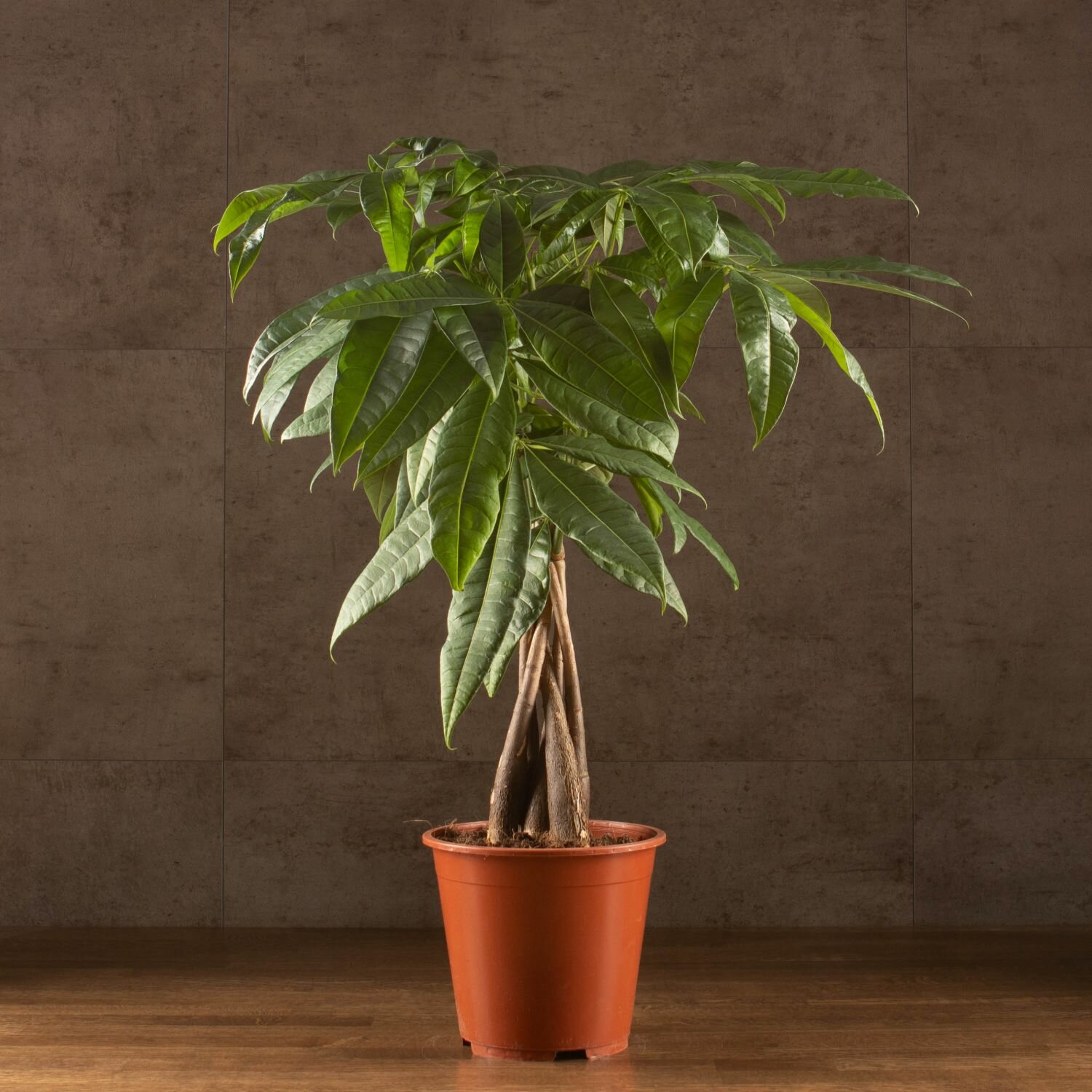 Пахира Акватика 70/19