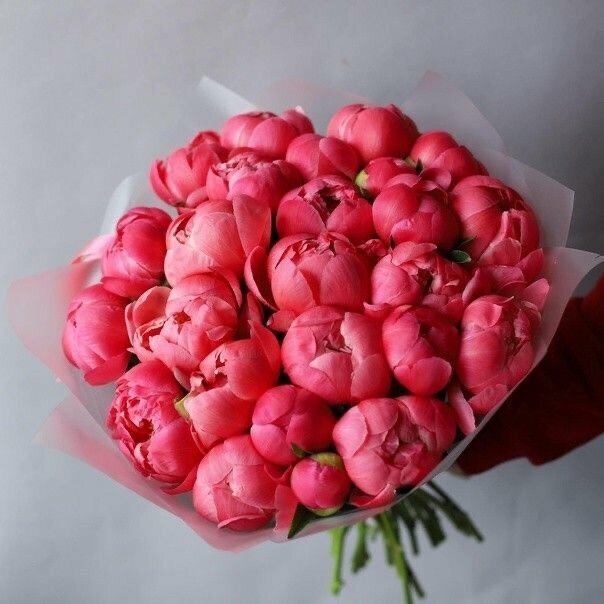 Букет из коралловых пионов 27 шт, красивый букет цветов, шикарный, премиум цветы, премиум букет