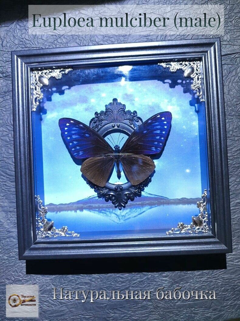 Бабочка Euploea mulciber (самец) в деревянной рамке, коллекционный декор Ночная рябь дождя