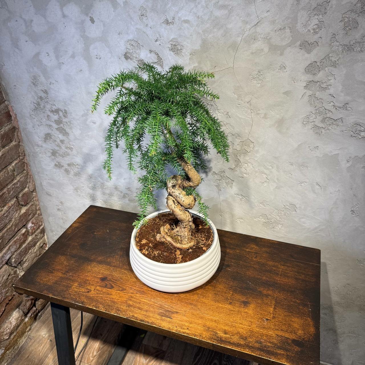 Вечнозеленый Хвойный Бонсай Араукария Канингема "Искусство Бонсай"