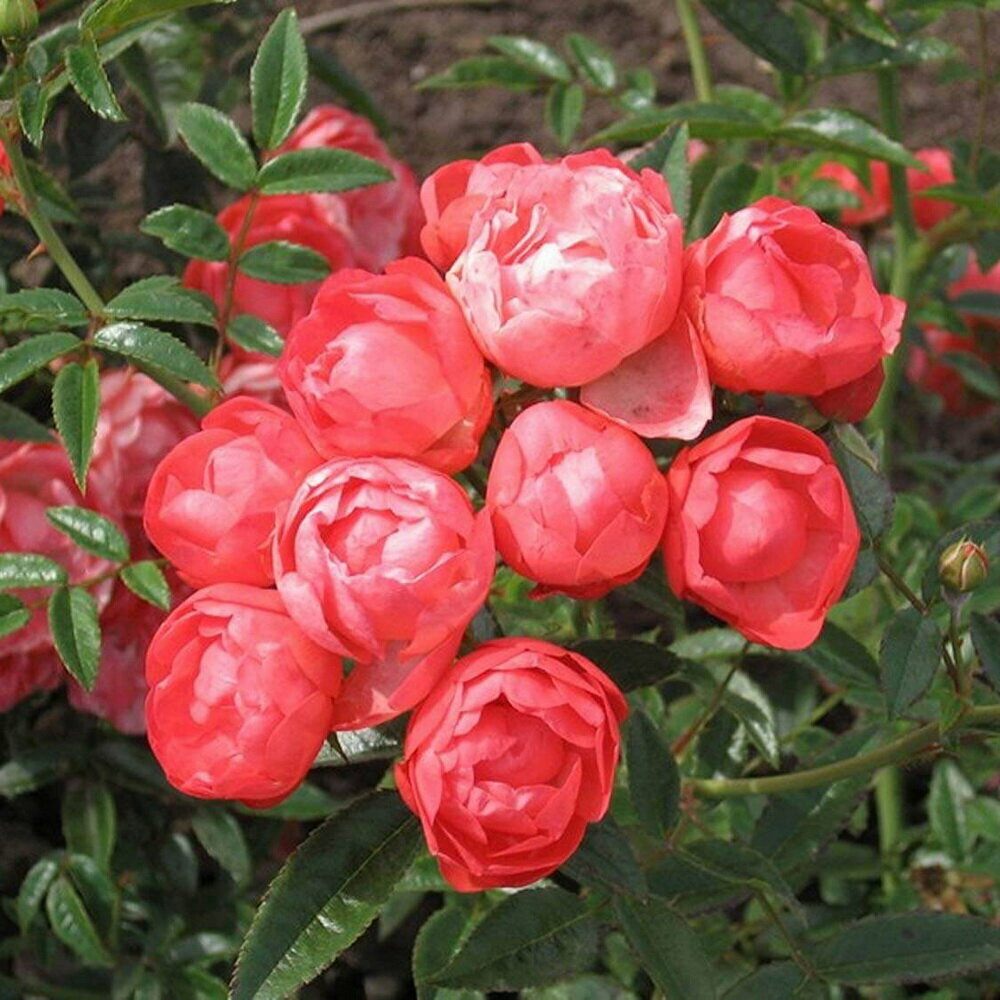 Роза плетистая "Клайминг Оранж", многолетняя, цвет коралловый, 1