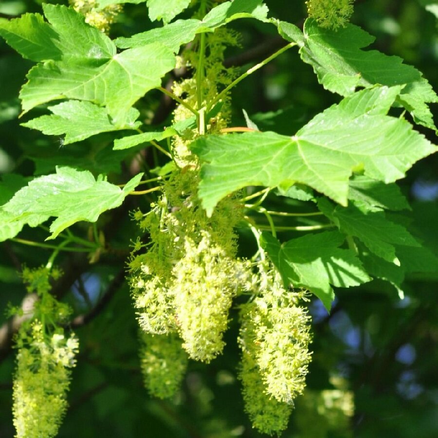 Семена Deodar SEEDS COMPANY Клен Явор 10 шт.