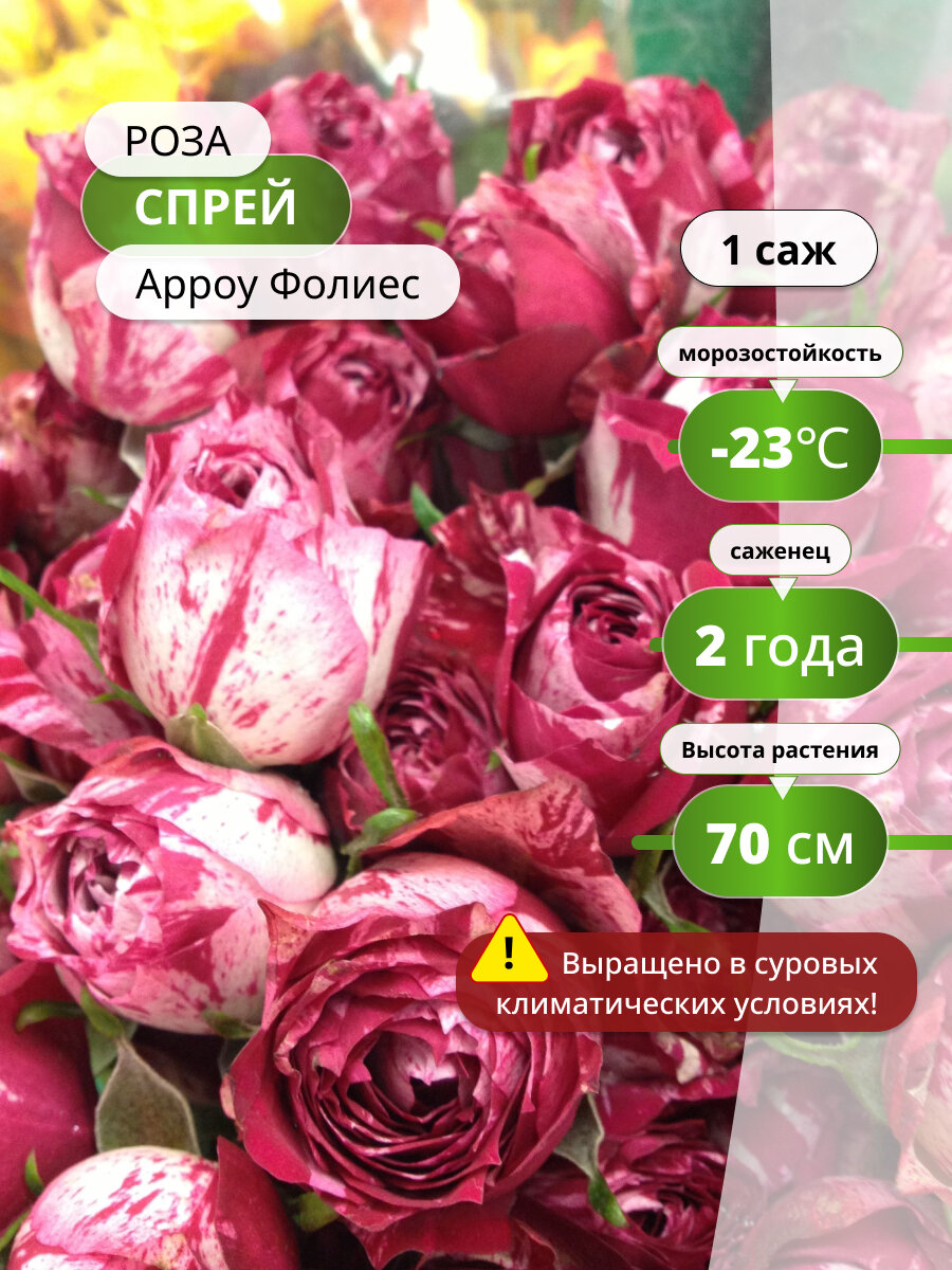 Роза спрей "Арроу Фолиес", многолетняя, биколор, высота 60 см, 1 шт