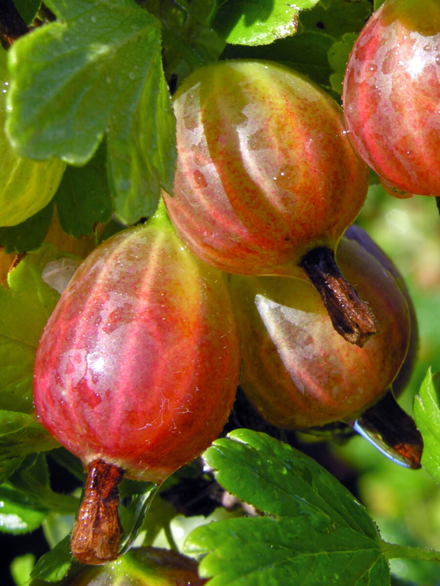Крыжовник Финик (1 шт) / многолетний, морозостойкий ( — 35°С) сорт