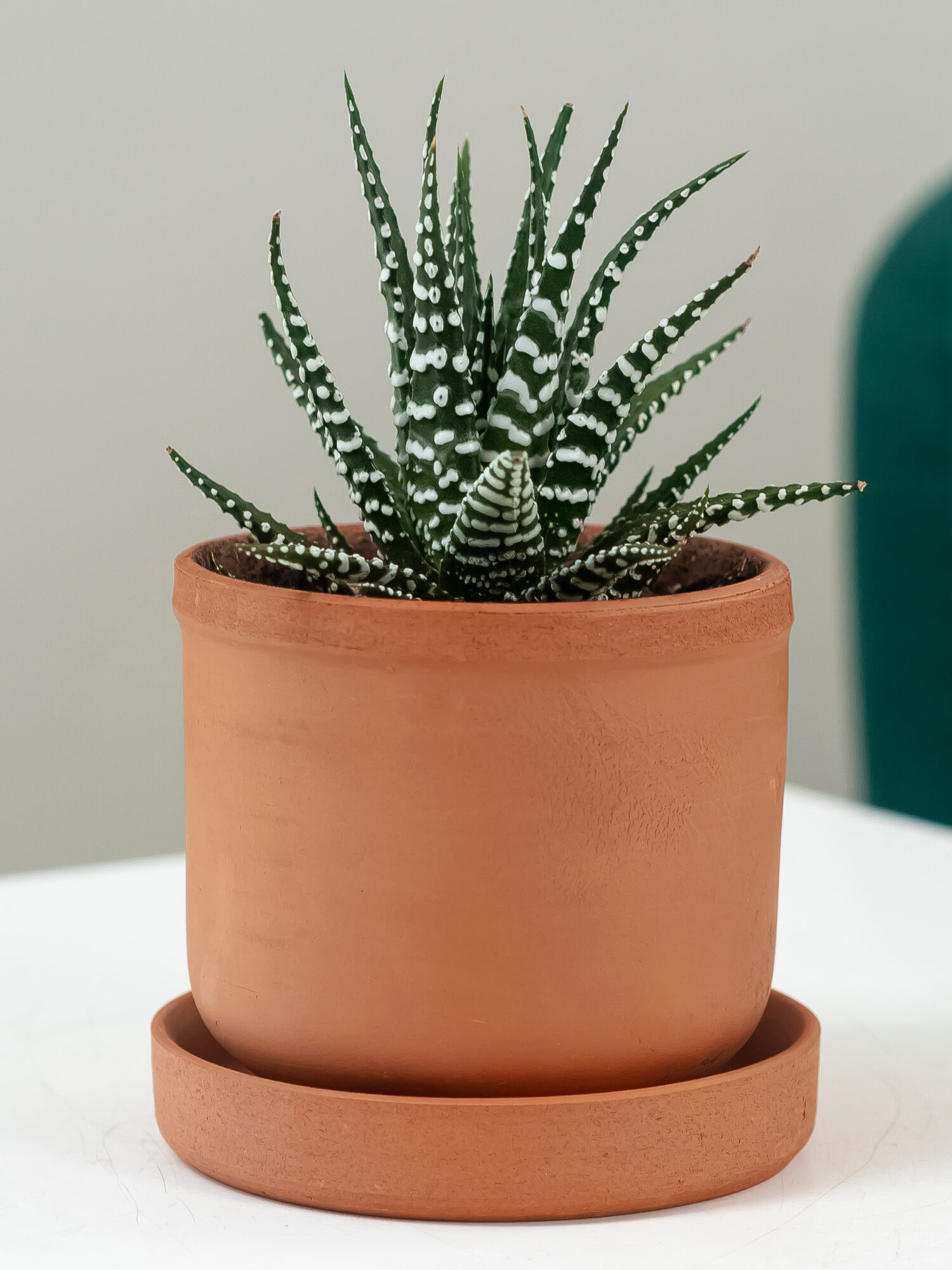 Geo Glass: Суккулент Хавортия , комнатные растения , суккуленты живой