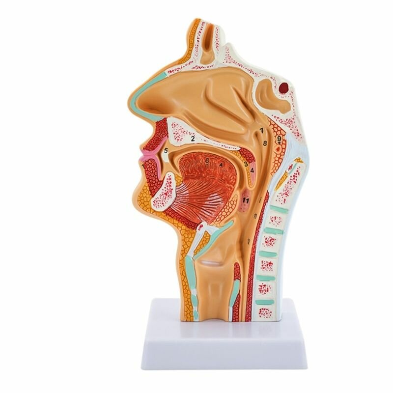 Модель анатомии горла носовой полости человека для изучения заболеваний, патологический учебный реквизит