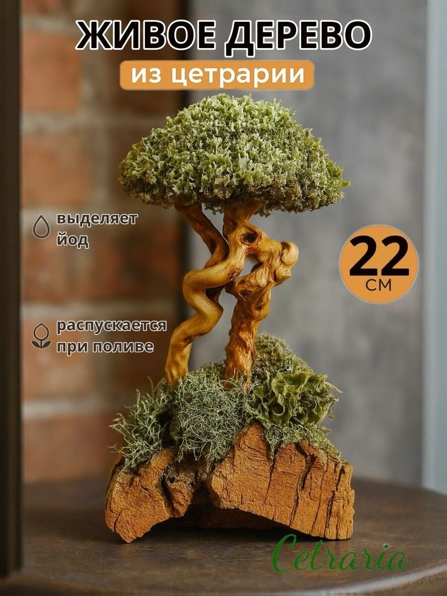 Декоративное дерево из мха Цетрария / украшение для дома, интерьера