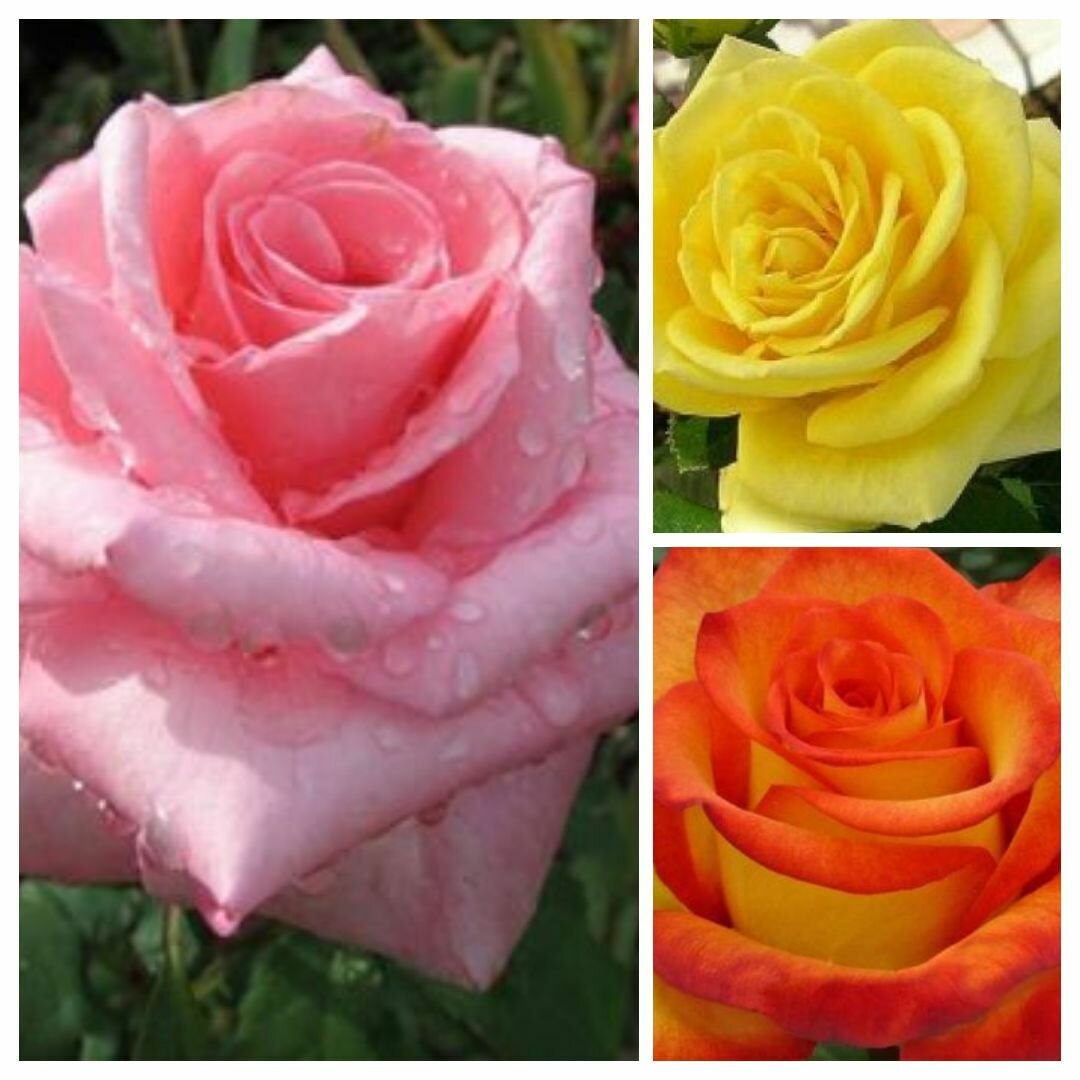 Комплект чайно-гибридных роз Все Для Тебя 3 шт