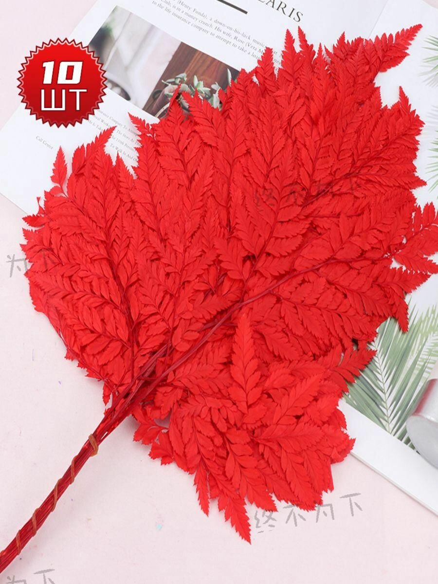 Вечный букет/Высушенные листья папоротника/10 шт.