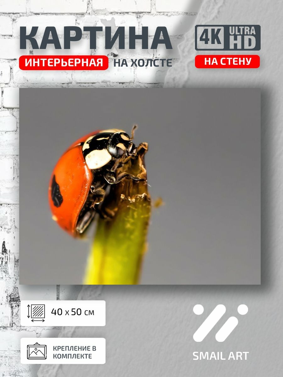 Картина на холсте интерьерная 40 на 50 на стену Коровка Macro для офиса макро интерьер