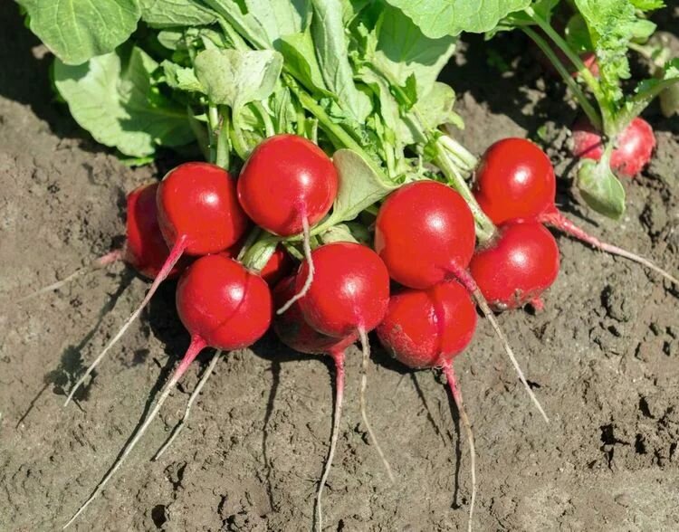 Коллекционные семена редиса Роксанна F1