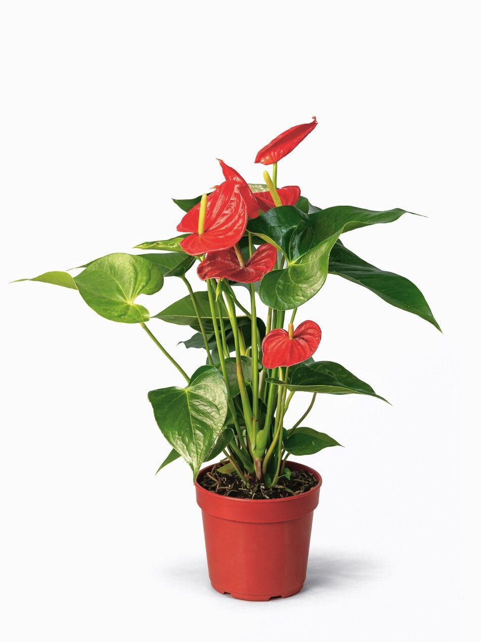 Антуриум Андреанум красный (Anthurium Andreanum "Red") 14см