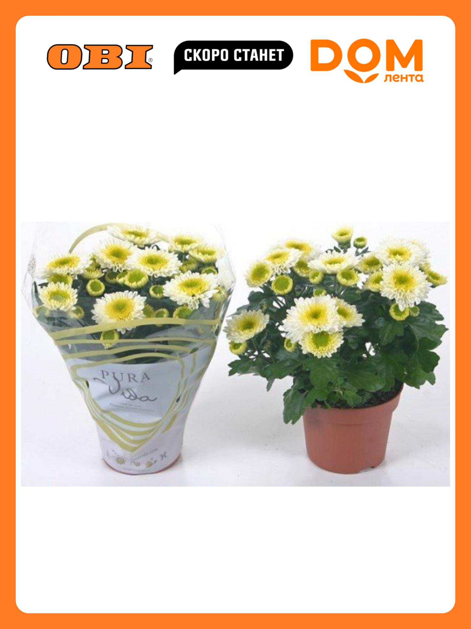 Хризантема FLORA GROUP Пура, декоративно-цветущая, устойчивая к погодным условиям