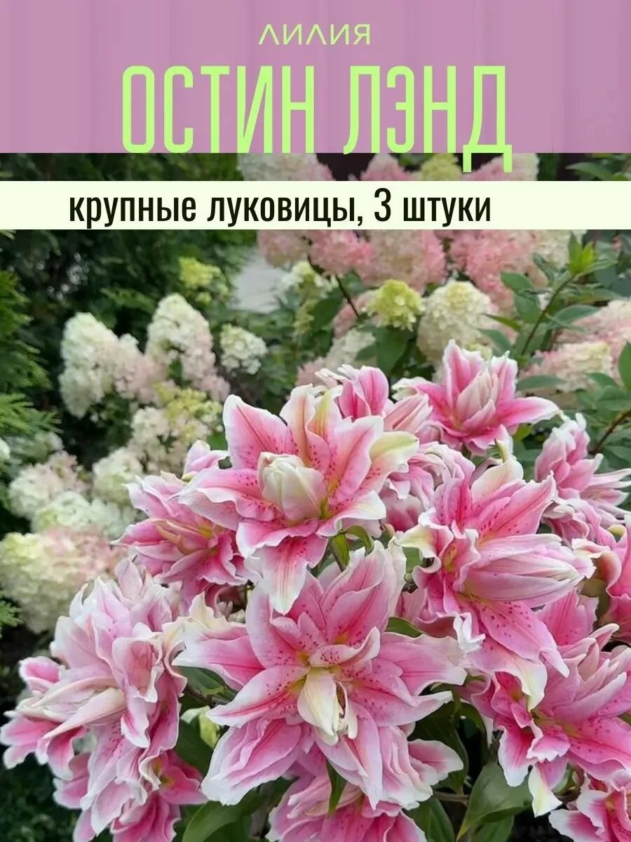 Лилия луковицы, многолетние цветы для посадки,3 штуки