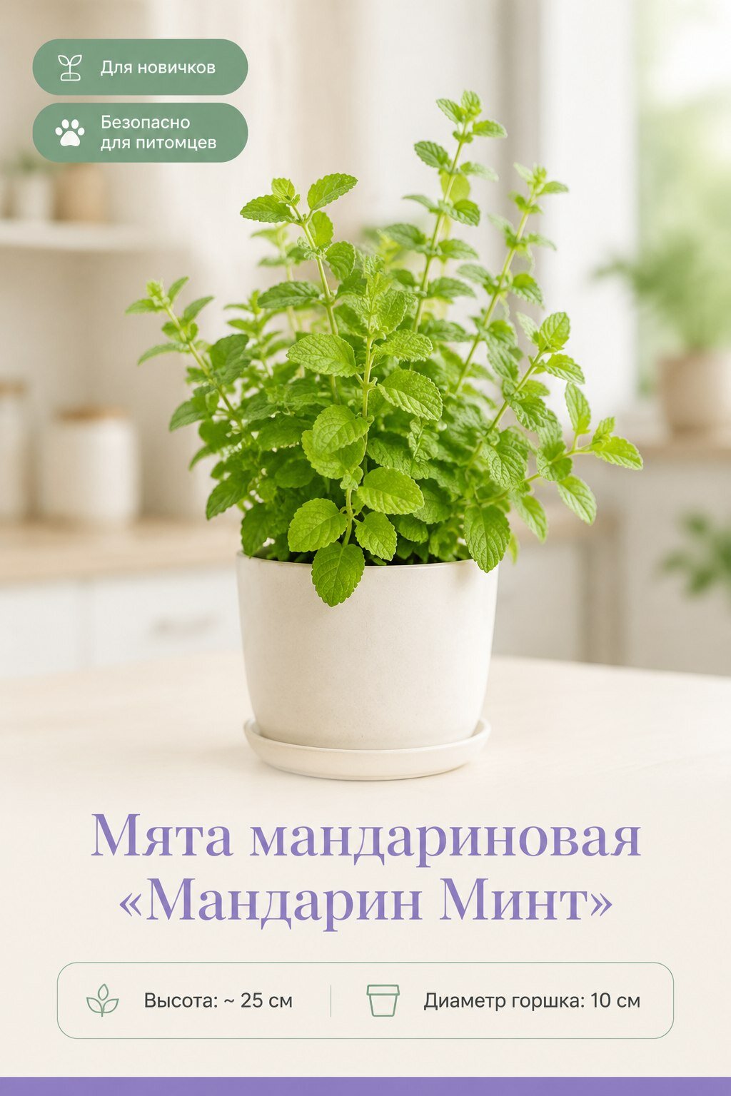 Мята мандариновая Мандарин Минт (Mandarin Mint) в горшке d10, живое растение, комнатное и садовое