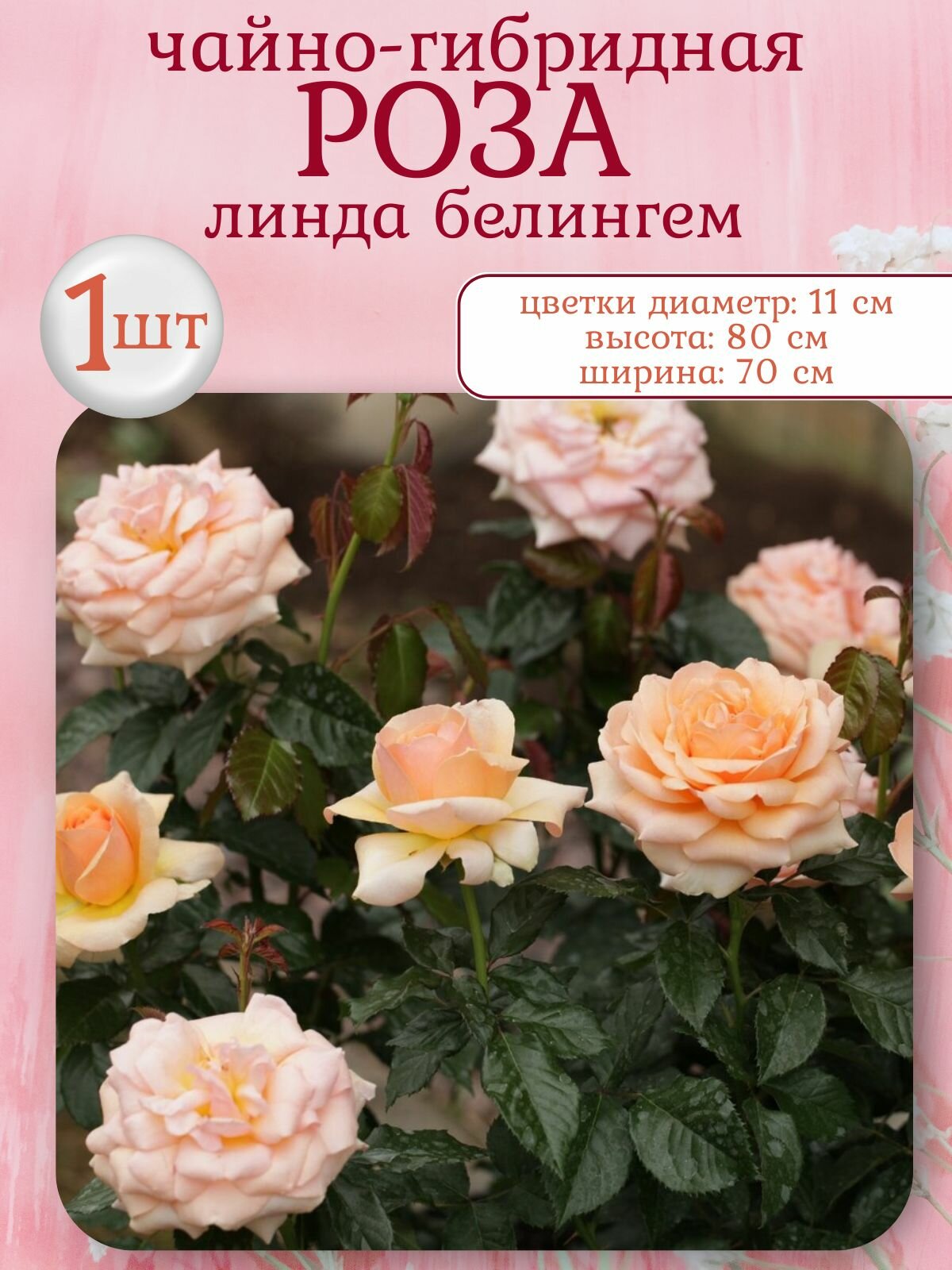 Роза чайно-гибридная Линда Беллингем, многолетние цветы, 1 шт