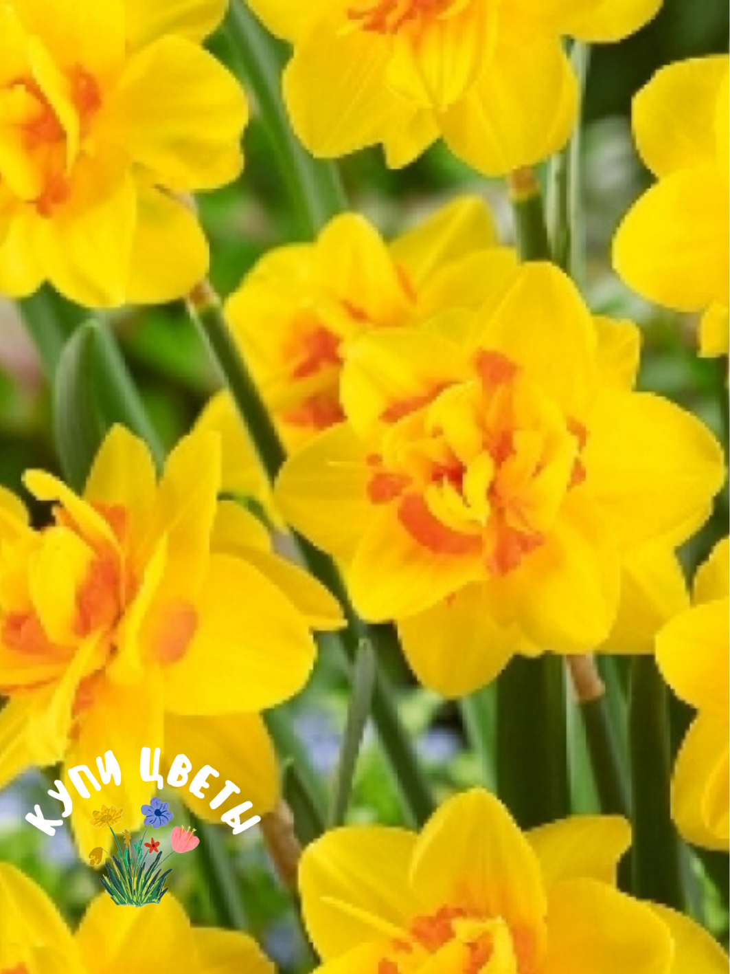Луковицы цветов, купи цветы, Нарцисс Isha (5 луковиц), желтый