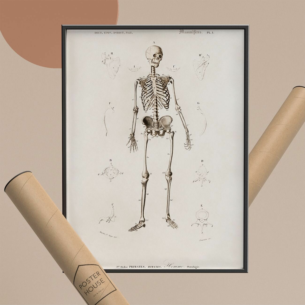 Постер Скелет Винтаж 30х40 см без рамы/ Эстетика/ Минималистичный эстетичный плакат для интерьера