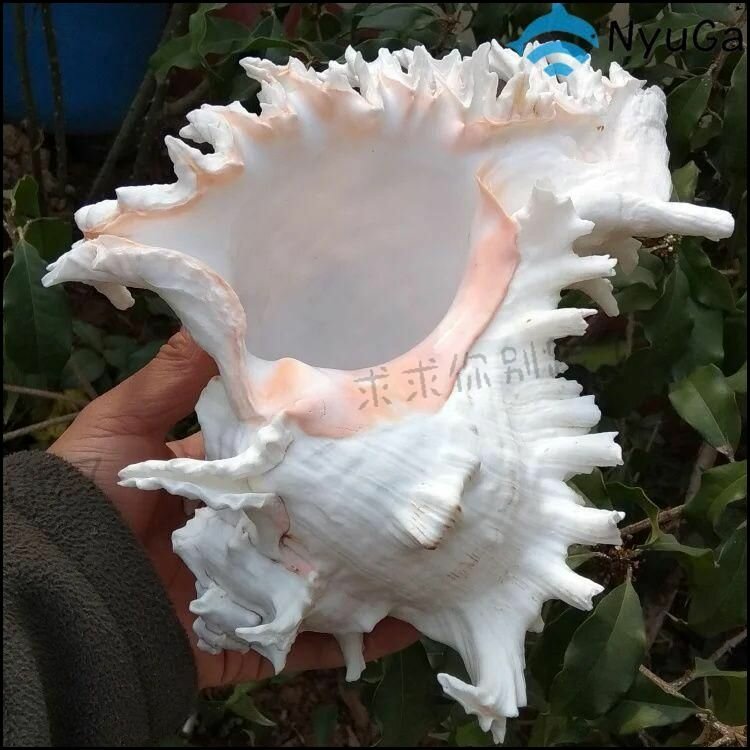 Эксклюзивная большая ракушка из натурального коралла 1623 см для декора интерьера