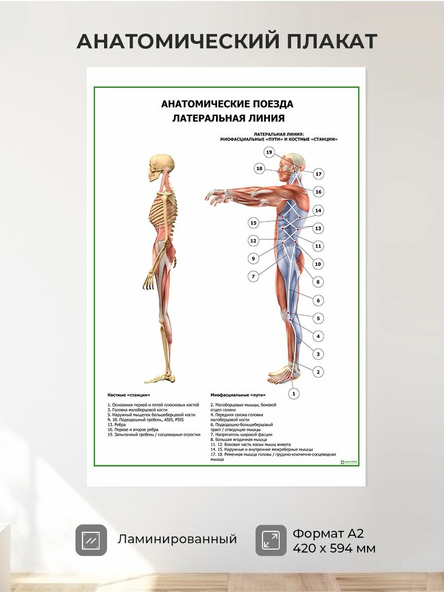Обучающий медицинский плакат ламинированный Анатомические поезда, латеральная линия А2