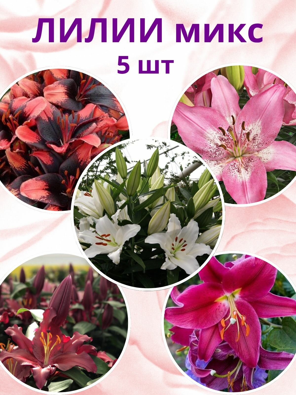 Лилия луковицы, многолетние цветы для посадки, микс 5 штук