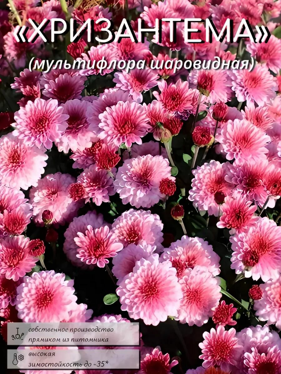 Хризантема мультифлора Пан Рот