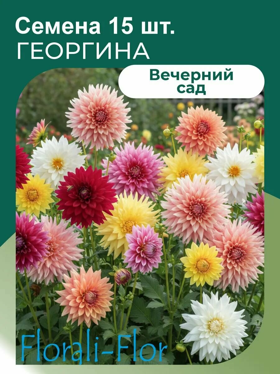 Георгина Семена
