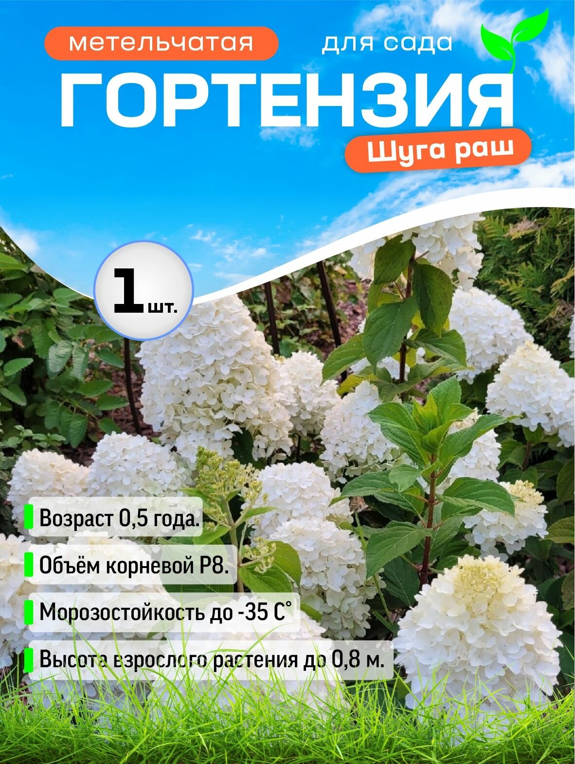 Гортензия Шуга Раш (Sugar Rush), в горшке Р8, 1 шт