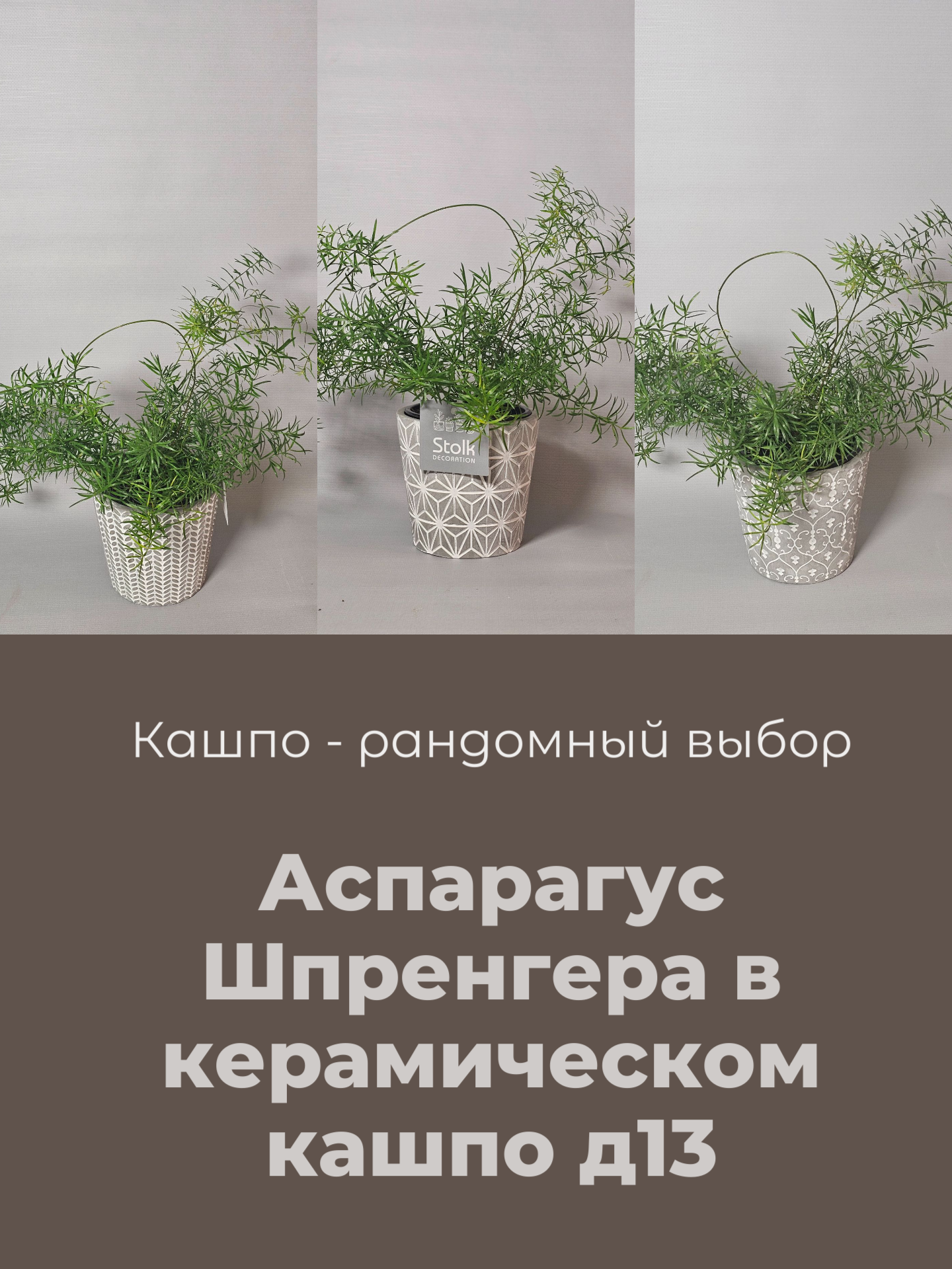 Аспарагус Шпренгера живое растение в керамическом кашпо, диаметр кашпо 13 см
