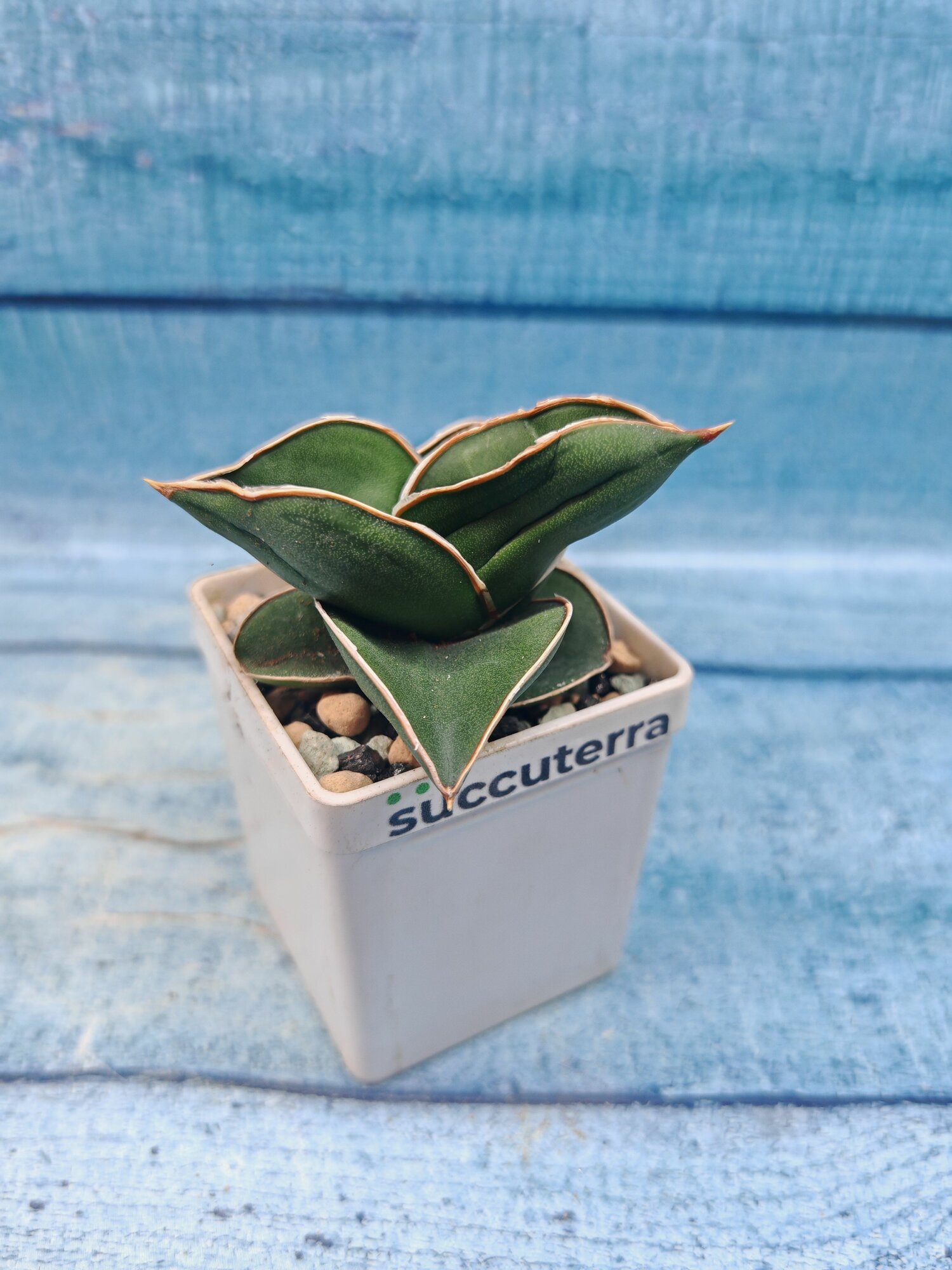 Суккулент Sansevieria Samurai (Сансевиерия Самурай). Диаметр горшка 6 см. Субстрат Succuterra Classic и фирменный горшочек в комплекте.