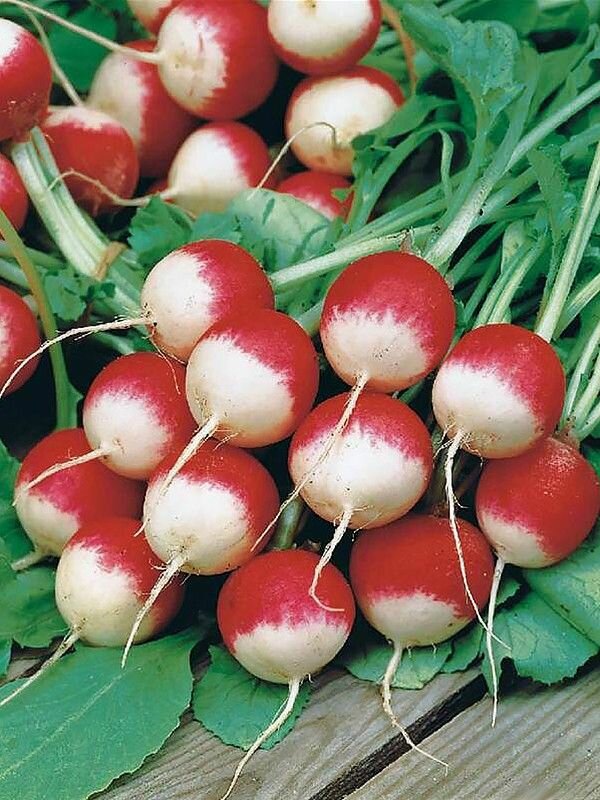 Коллекционные семена редиса Националь