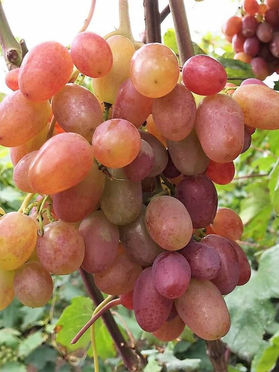 Виноград Юбилей Новочеркасска, 1 шт, столовый сорт, раннеспелый