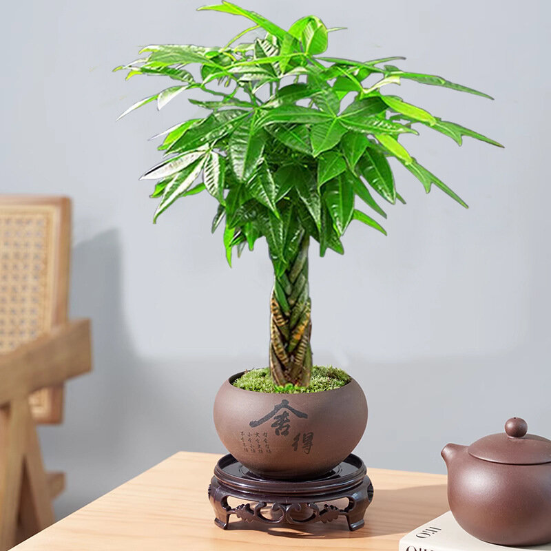 Горячая распродажаДенежное дерево, комнатное цветочное растение, зеленое растение для офиса, легкое в уходе, для гостиной, вечнозеленое дерево удачи, плетеный бонсай