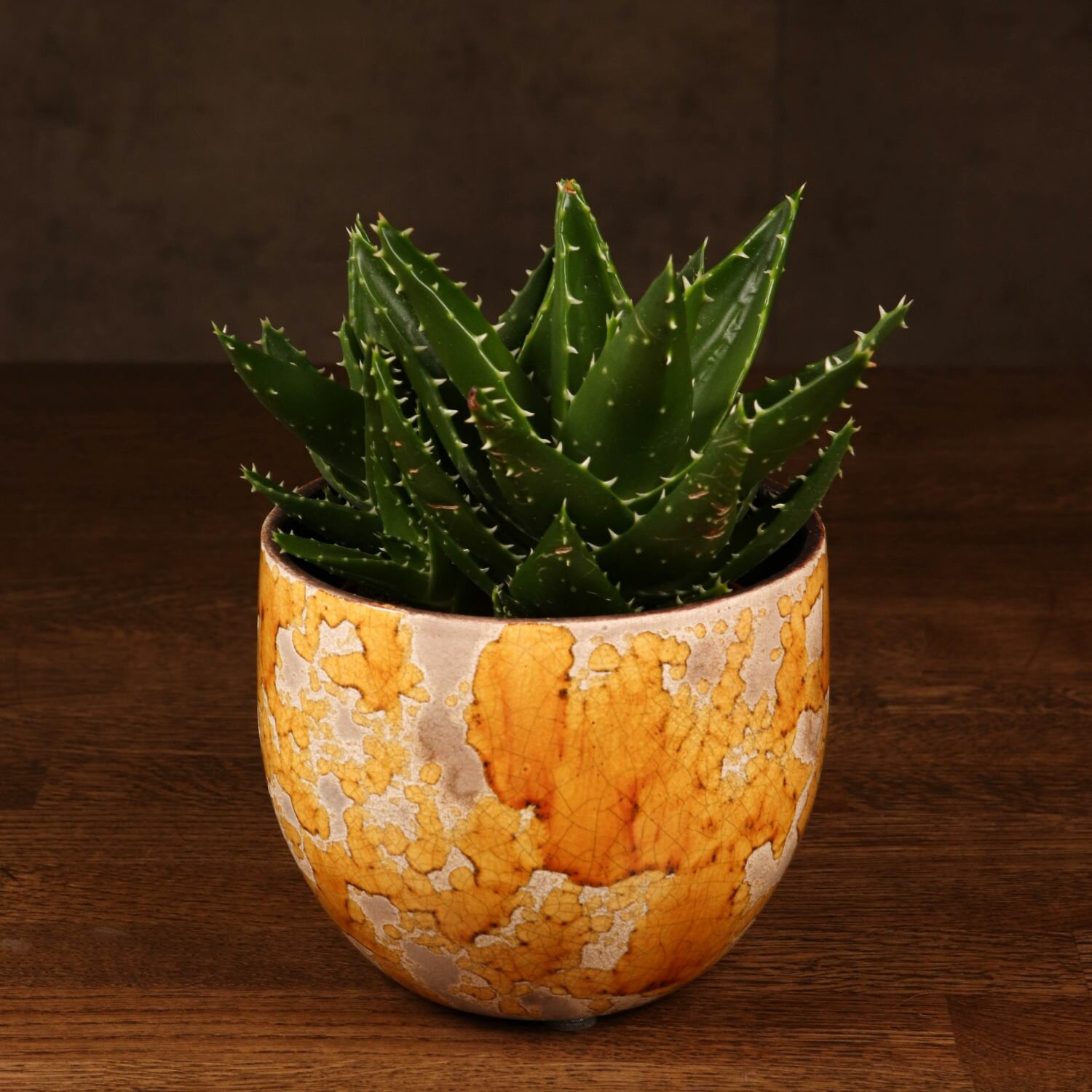 Алоэ Колпачковидное в желтом кашпо D14